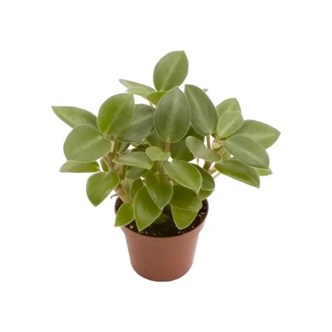 Peperomia Orba Pixie Compact Easy Care Greenery