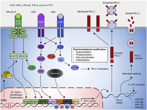 The Regulatory Mechanism Of PDL 1 Expression Shows Possible Synergistic Download Scientific