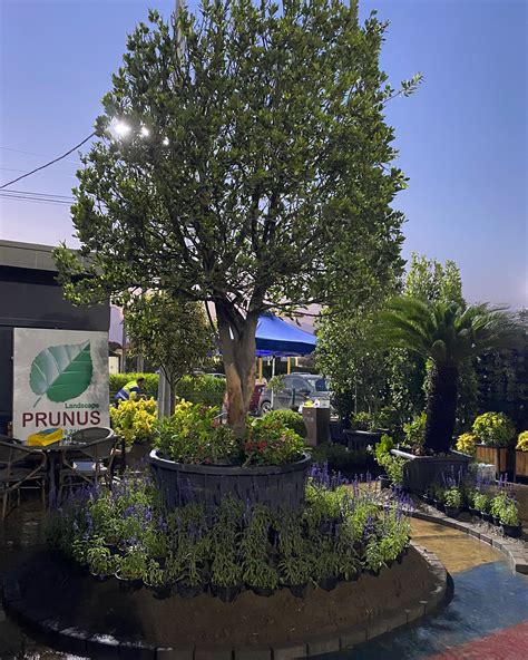 ‎prunus Landscape Prunus Landscape پرونوس لاندسكێپ