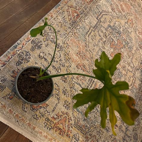 Browning Leaf🥺👉🏼👈🏼