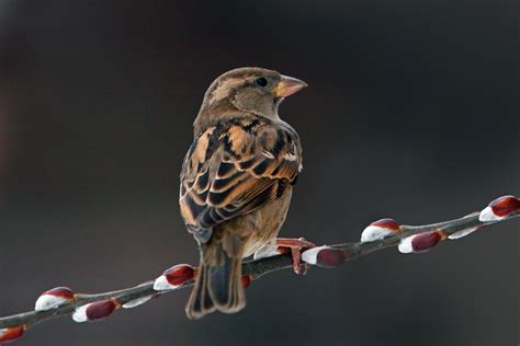 Vrabec Domový Tomáš Šereda