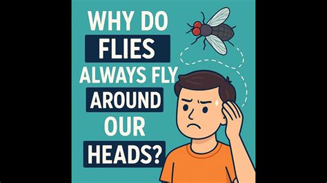 Why Do Flies Always Fly Buzzing Around Your Head Youtube