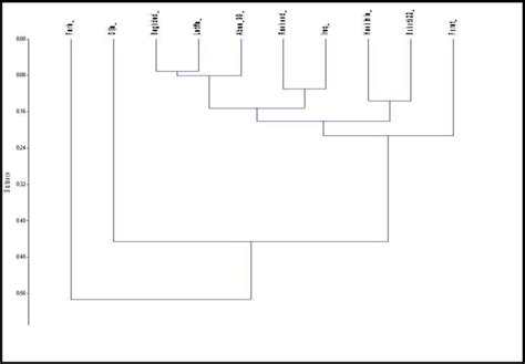Upgma Dendrogram Illustrating Genetic Relationship Tree Among Wheat
