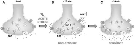 Frontiers Functional And Structural Remodeling Of Glutamate Synapses In Prefrontal And Frontal