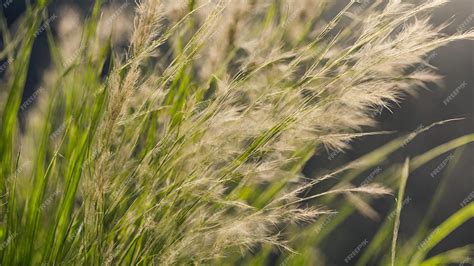 Thatch Grass Version 4 Desktop Wallpaper Premium Ai Generated Image