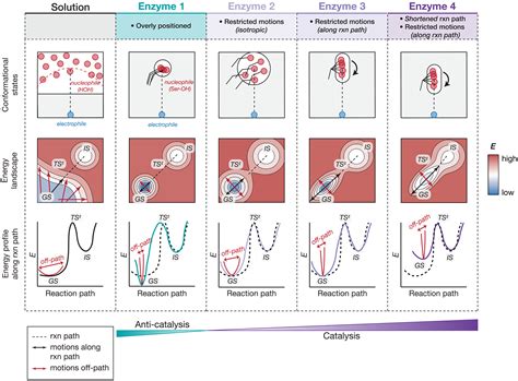 Conformational Ensembles Reveal The Origins Of Serine Protease