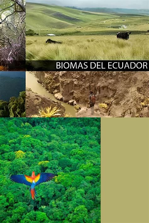 Biomas Del Ecuador By Flipsnack
