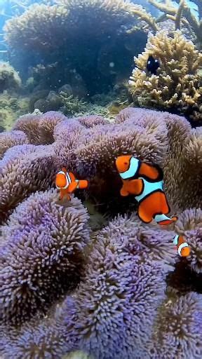 55 Gallon Saltwater Tank Fish Ideas Best Saltwater Fish For A 55 Gallon