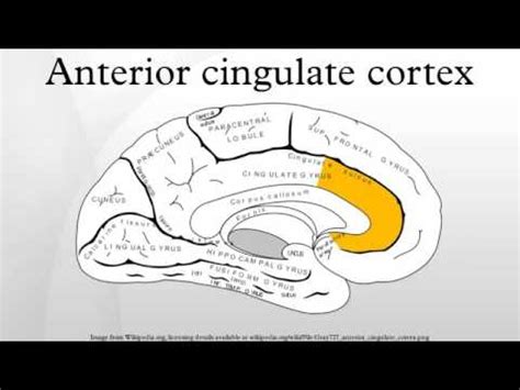 Rostral Anterior Cingulate Cortex Rostral Vs Ventral Acc Ungm