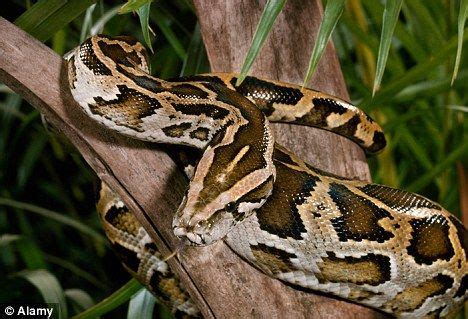 Burmese python warning issued to tourists as giant snakes spread across Florida