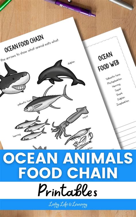 Ocean Food Chain Examples At Marsha Scott Blog