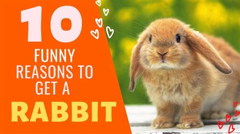 Top 10 Reasons To Get Rabbit Funny And Cute Rabbits Videos Compilation