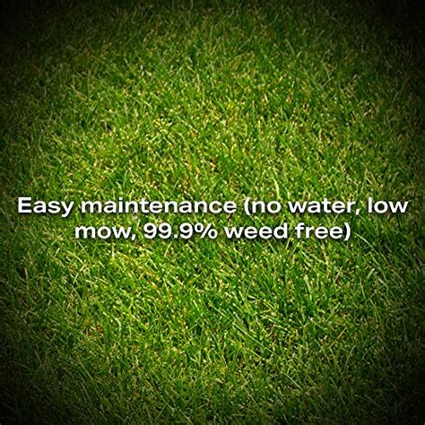 The 30 Best Drought Tolerant Grass Seeds Of 2025 Verified Cherry Picks