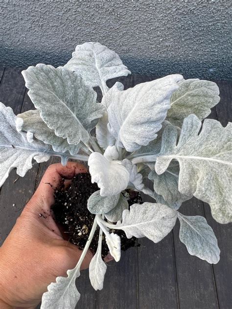 2 Dusty Miller Plants Etsy