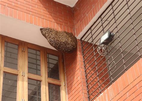 How To Get Rid Of A Bees Nest