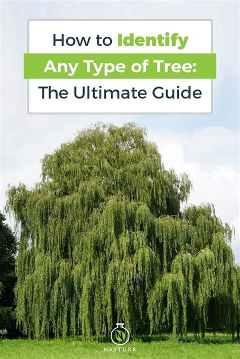 How To Identify Any Type Of Tree The Ultimate Guide Nayturr