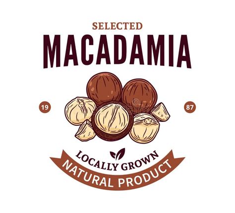 Vector Macadamia Logo Stock Vector Illustration Of Sweet 311375037