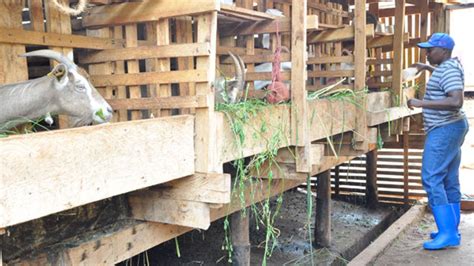 How To Build A Goat Shelter