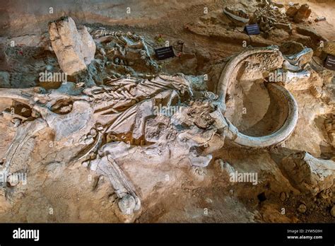 Fossil Of A Columbian Mammoth Mammuthus Columbi At Waco Mammoth