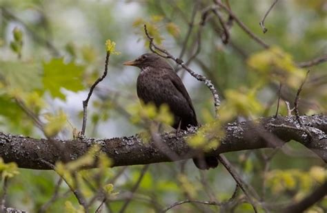 八哥能活多少年 懂鸟帝