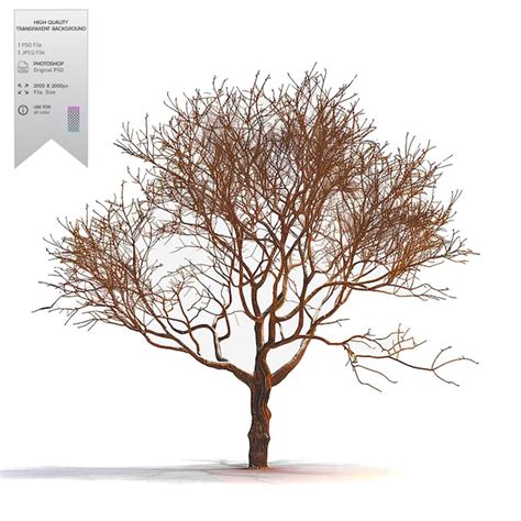 A Bare Tree With No Leaves On Transparent Background Premium AI Generated PSD