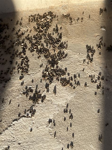 Termite Frass