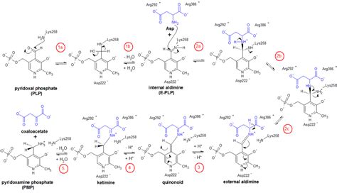 Aspartate Transaminase Wikipedia