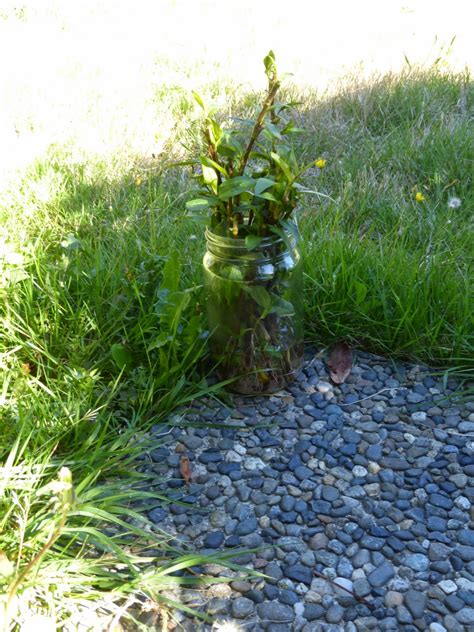 The Crafteen Mastermind Grow Your Own Mints