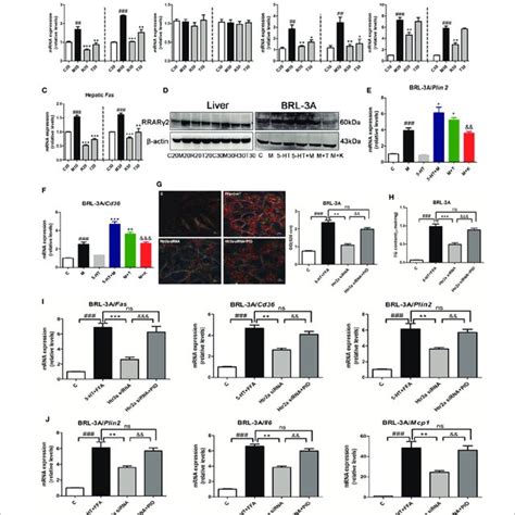 The Htr2apparg2 Signaling Pathway Was Involved In Lipogenesis And