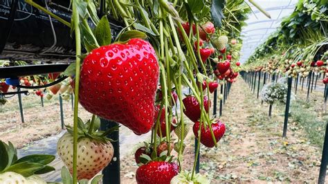 Yorkshires Strawberry Farm See Crops Thrive In Hot Summer Bbc News