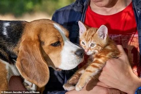 Beagle Feeds Two Kittens As Her Own Babies