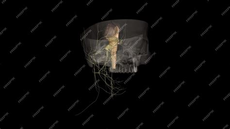 Premium Photo The Brainstem Is The Structure That Connects The