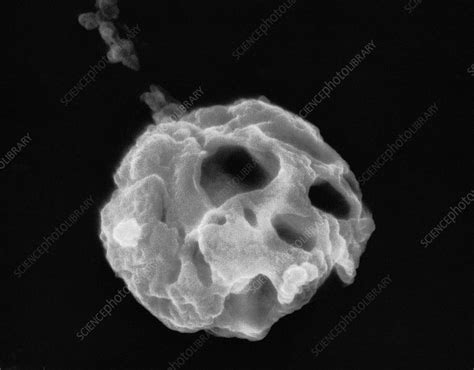 Dead Staphylococcus Bacterium Sem Stock Image C048 9813 Science Photo Library