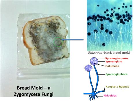 Solution Rhizopus Fungi Notes Ppt Studypool