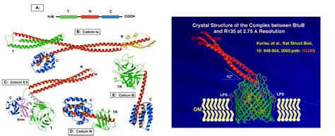 Purdue Biological Sciences William Cramer Lab The Colicin Translocon