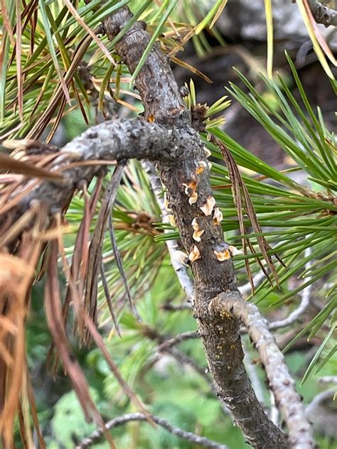 White Pine Blister Rust Infection Status Mortality And Recruitment Of Five Needle Pines On