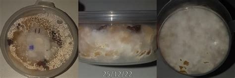 More Cordyceps Substrate Tests And Weirdness R Experimyco