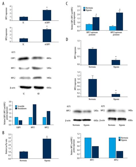 C Terminal Binding Protein 1 Modulates Cellular Redox Via Feedback