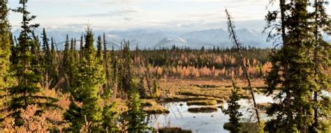 Snag Junction Campground Beaver Creek Yukon Territory Canada Womo