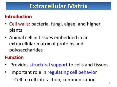 PPT Extracellular Matrix PowerPoint Presentation Free Download ID