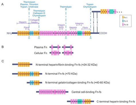 Fibronectin In Osteoarthritis Encyclopedia Mdpi