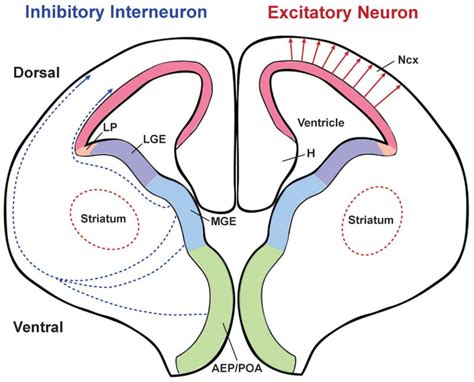 Neocortical Neurogenesis And Neuronal Migration Abstract Europe Pmc