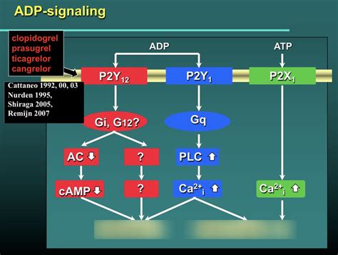 week 1 adp signalling diagram quizlet