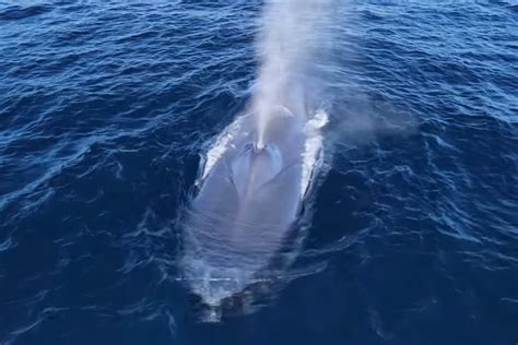 Rare December Blue Whale Appears Far From Where It Should Be Newsweek