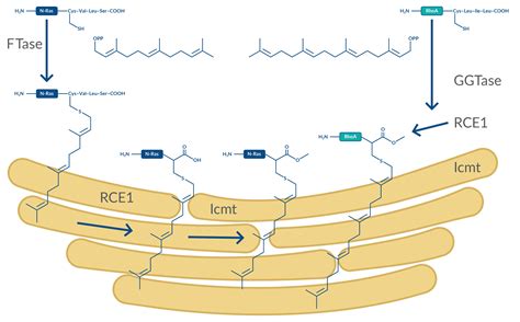 Post Translational Modification Through Protein Lipidation Cayman