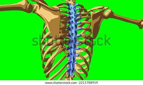 Human Skeleton Anatomy Thoracic Curve Bones Stock Illustration 2211788959 Shutterstock