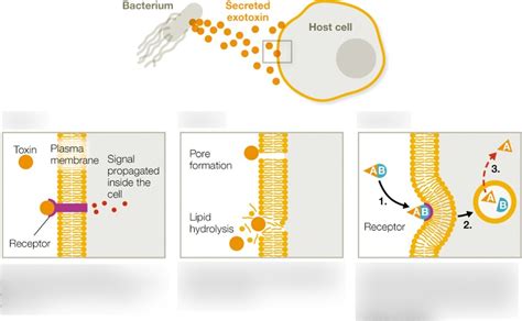 Exotoxin Diagram 1 Lecture 8 Diagram Quizlet
