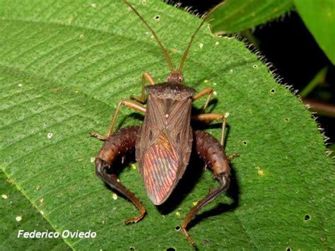 Acanthocephala Bicoloripes Ecos Del Bosque
