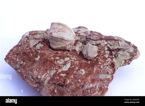 Pentremites Sp Fossil Of Mississippian Carboniferous Pentremites