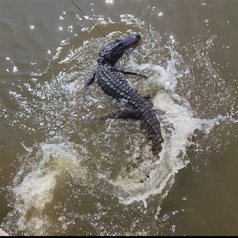 American Alligator From Mexia Tx 76667 Usa On March 6 2024 At 07 56
